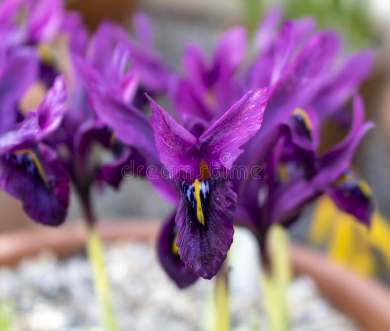 Blue iris flowers. stock image. Image of herbal, flowers - 171696987