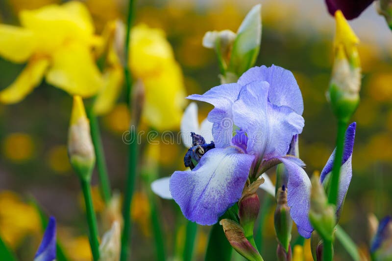 Iris Flowers with Selective Focus on a Blurred Background of a Flower ...