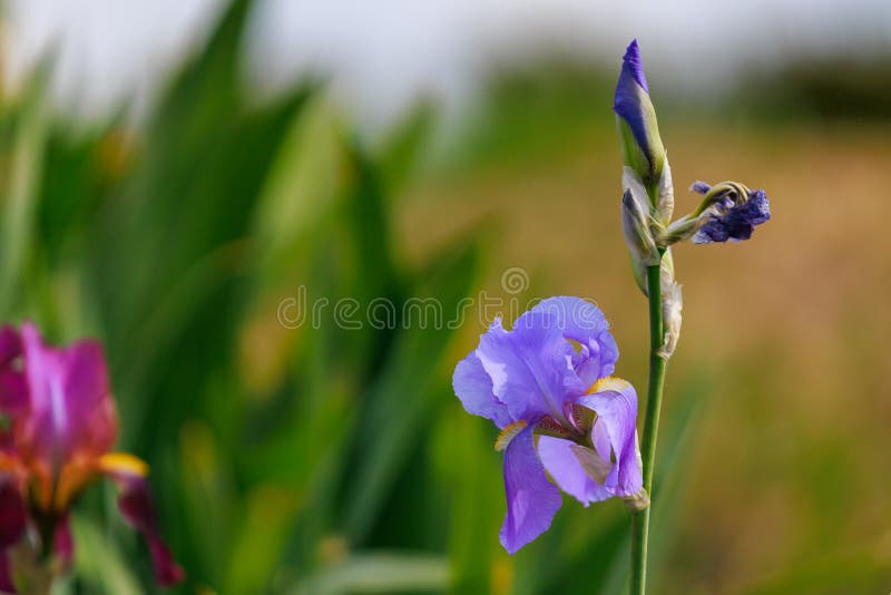 Iris Flowers with Selective Focus on a Blurred Background of a Flower ...