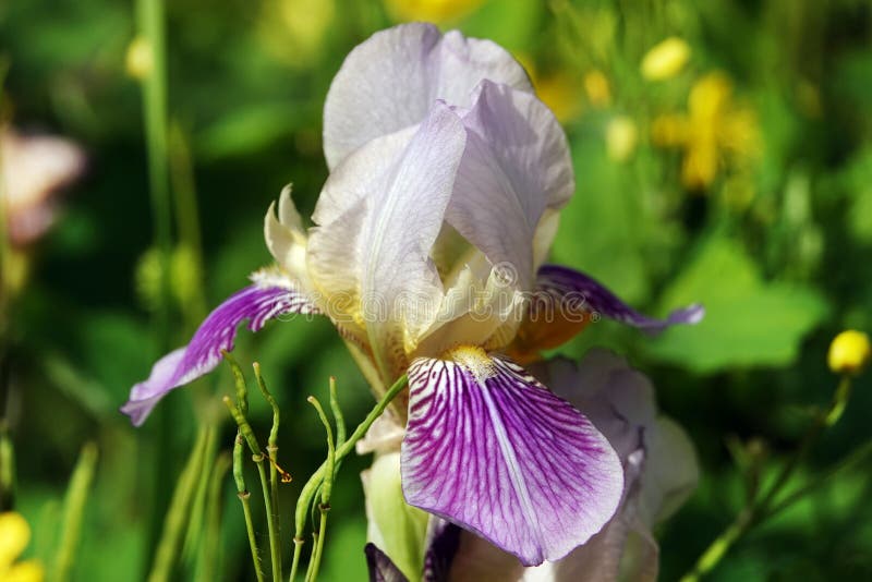 Iris flowers stock photo. Image of decoration, gift - 250903898