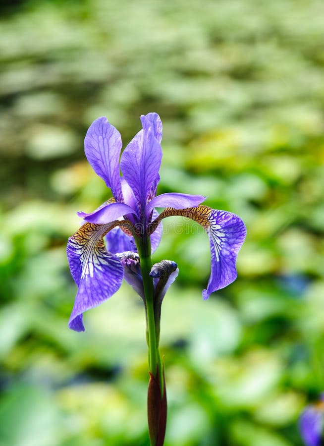Iris flowers stock photo. Image of petal, nature, ireland - 93434728
