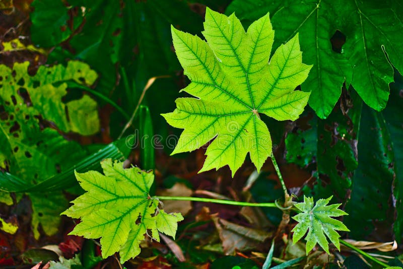 Iris Foetidissima European Plant Called Fetid Lily Stock Photo - Image ...