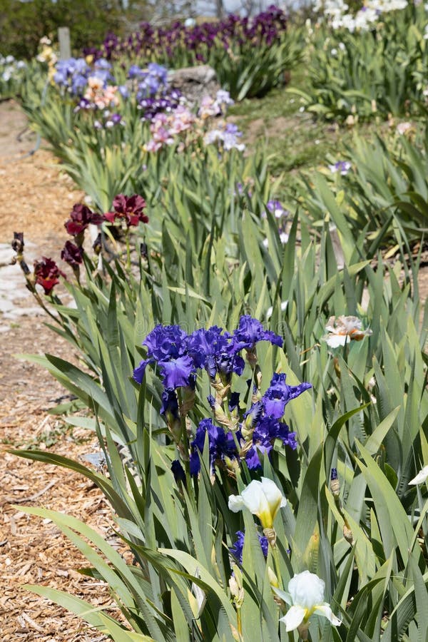 Iris garden in bloom stock photo. Image of floral, outdoor - 246401532