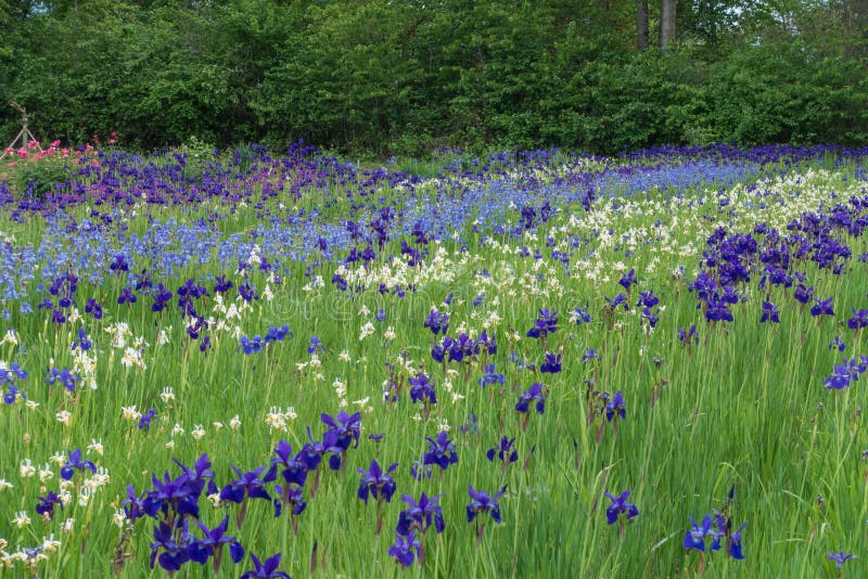 Iris garden stock photo. Image of green, plant, garden - 184626320