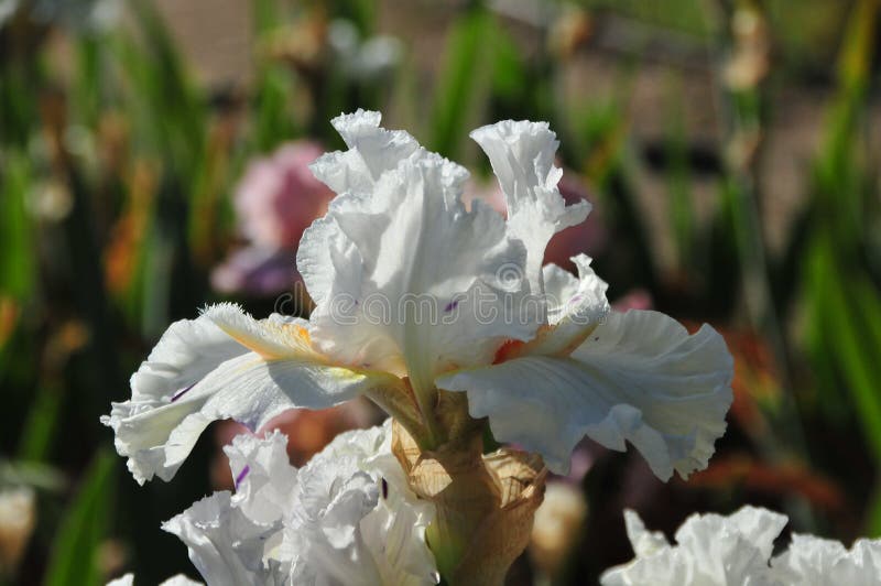 Iris Garden Series - White with Purple Flecks Space Age Bearded Iris ...