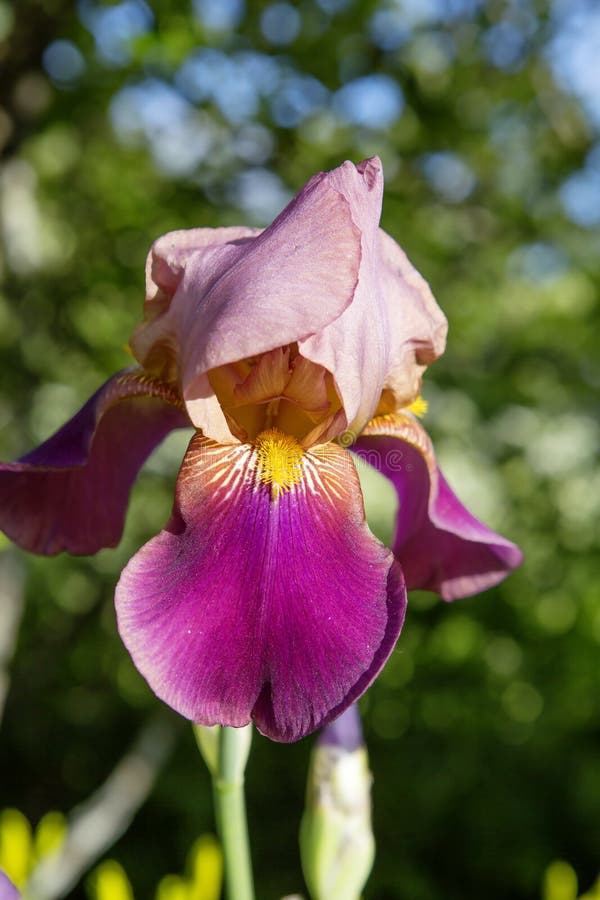 Iris Germanica. stock photo. Image of floriculture, bearded - 249900894