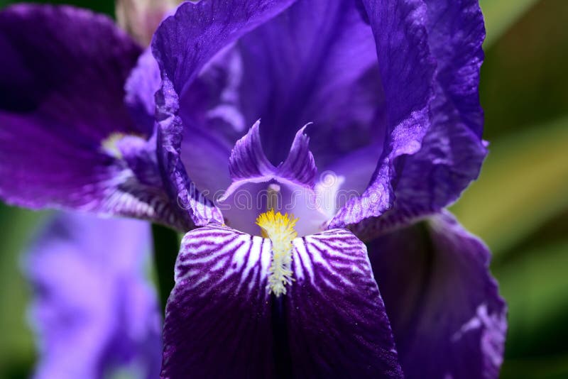 Iris Germanica Commonly Known As the Bearded Iris or the German Bearded ...