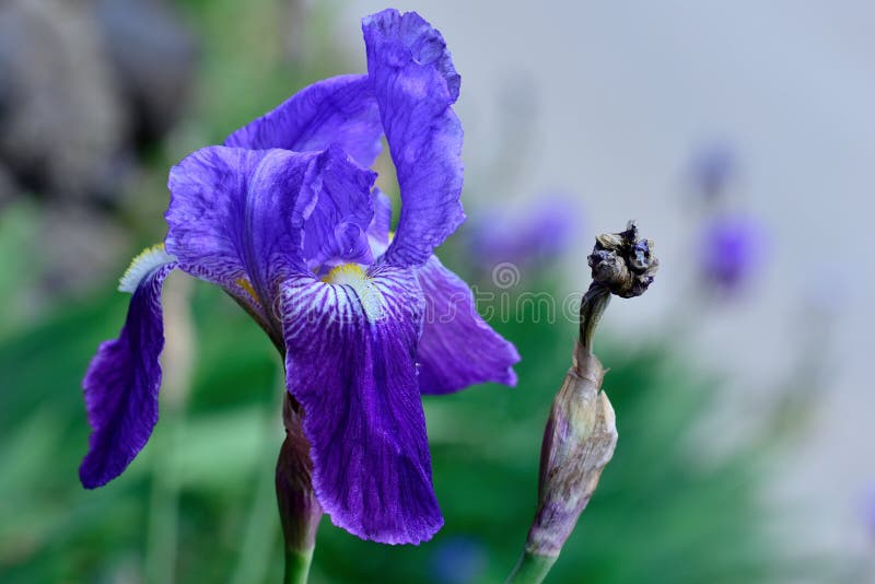 Iris Germanica Commonly Known As the Bearded Iris or the German Bearded ...
