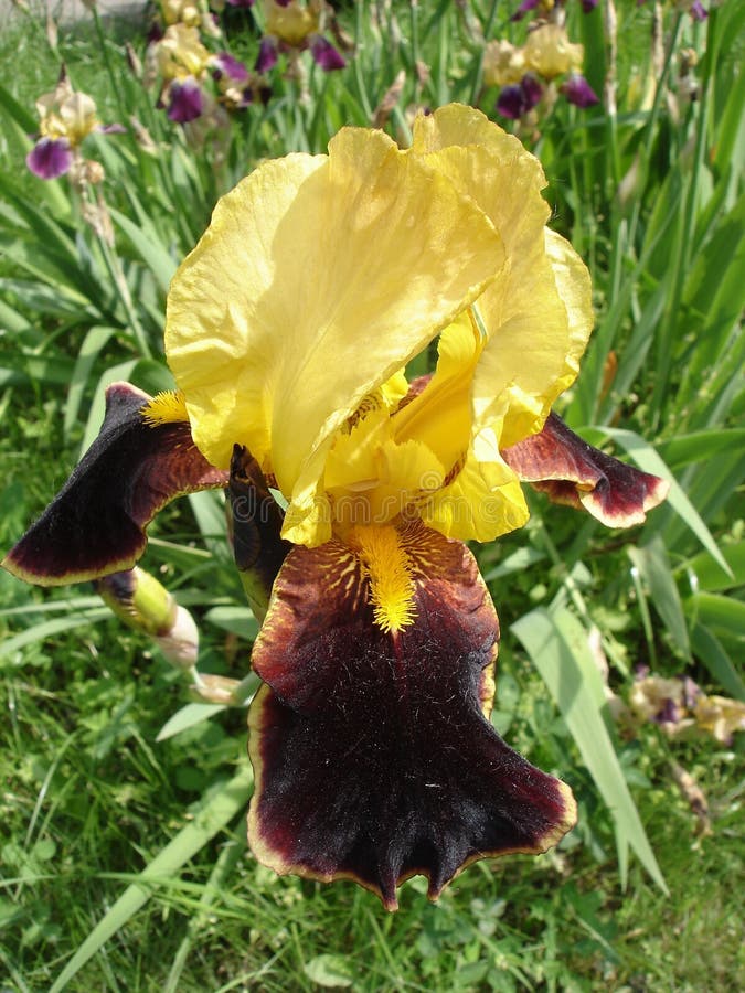 Iris Germanica `Country Charm` Wine Yellow Flower Stock Image - Image ...
