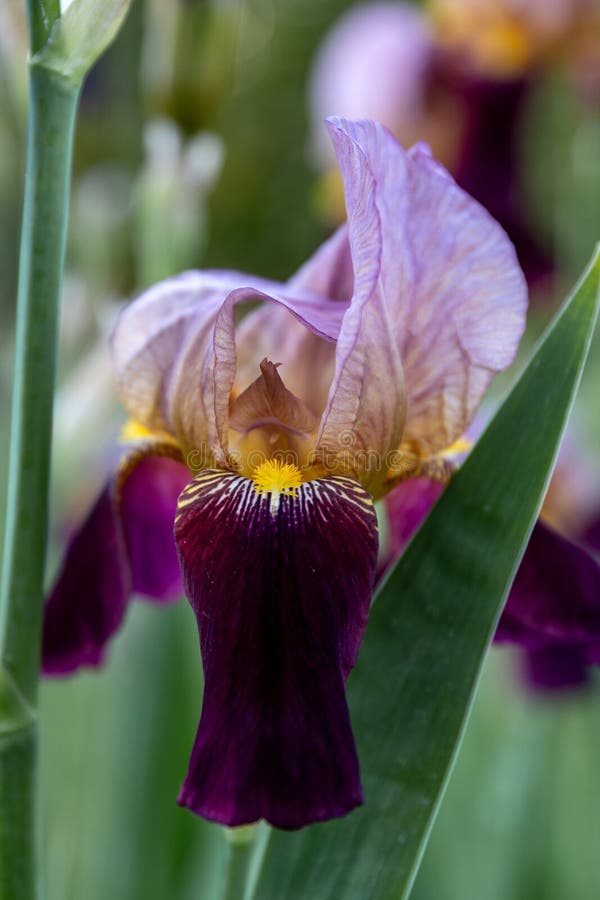 Iris Germanica Purple Flower in the Garden Design Stock Image - Image ...