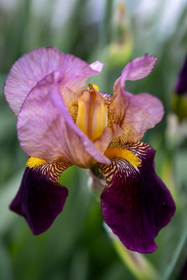 Iris Germanica Purple Flower in the Garden Design Stock Photo - Image ...