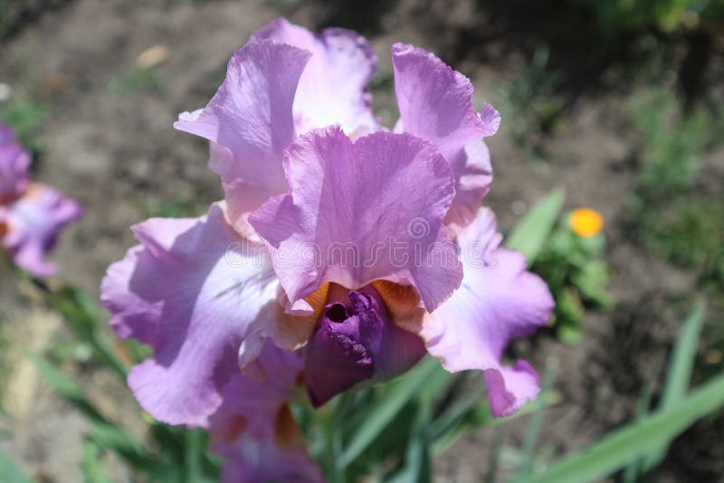 Iris Germanica Violet Flower Stock Photo - Image of purple, violet ...