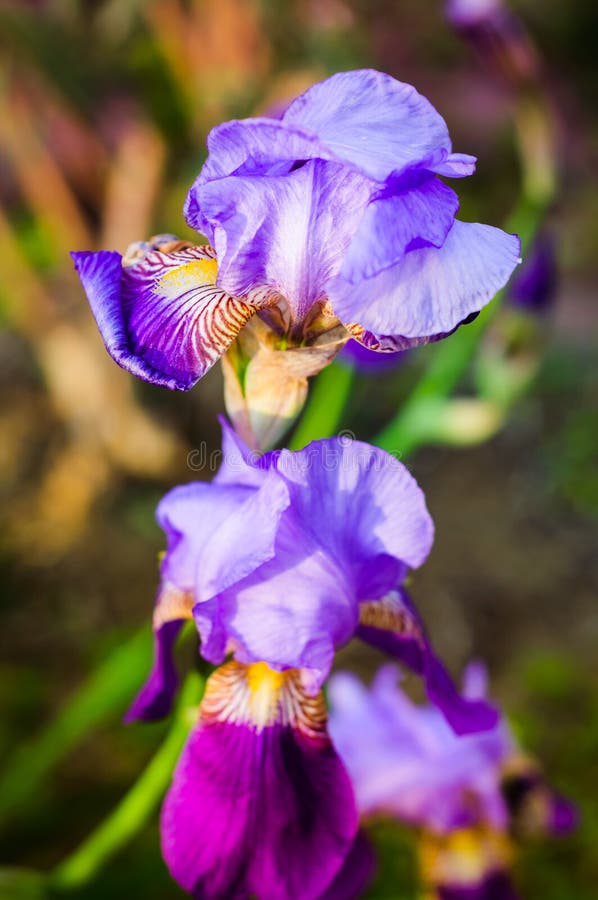 Fleur d'iris germanique image stock. Image du jardin - 70604959