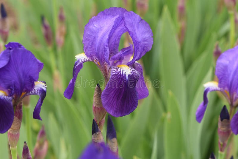 Iris germanique image stock. Image du apothicaire, jardin - 247264791