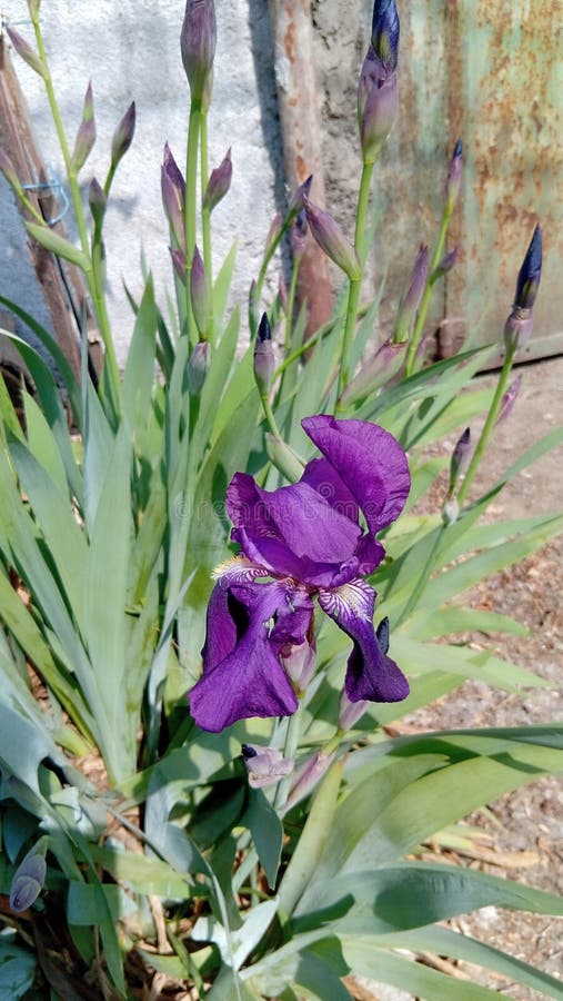 Iris Green Beautiful Spring Garden Stock Photo - Image of iris, garden: 373510684