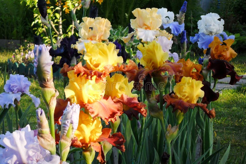 Iris stock photo. Image of flower, iris, closeup, colorful - 55967162