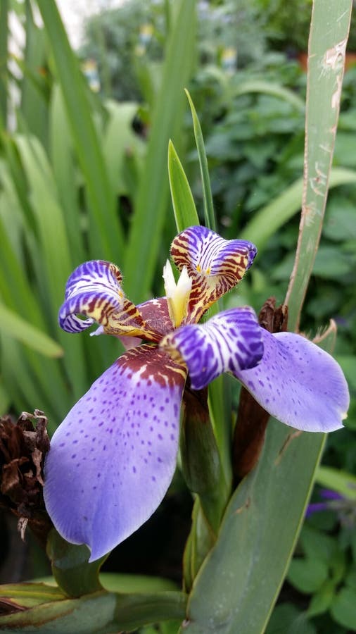 Iris hexagona stock photo. Image of nature, bloom, blue - 54761520