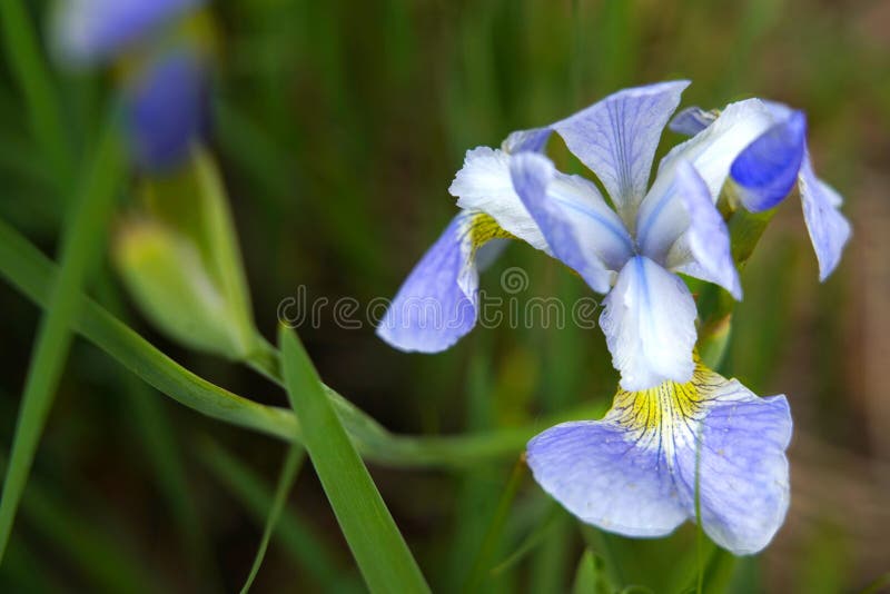 The Iris Smile stock photo. Image of green, iris, blue - 159137698
