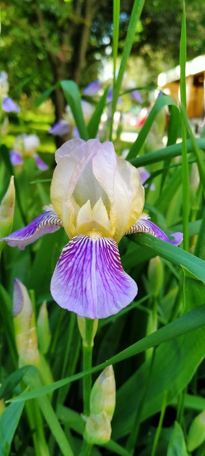 Iris stock photo. Image of irises, iris, nature, flower - 186941060