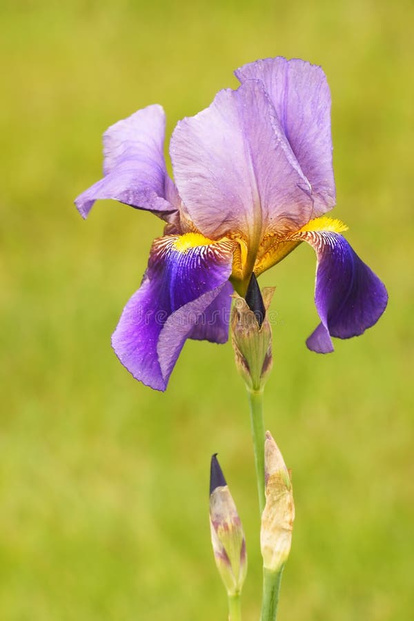 Iris Iris L., Flowers in Garden, Spring Stock Image - Image of spring ...