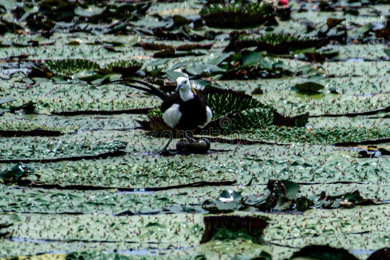 110 Polyandry Stock Photos - Free & Royalty-Free Stock Photos from ...