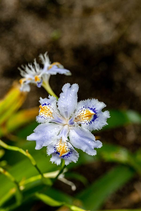 Iris Japonica (Iridaceae) is a Native of China and Japan Stock Image ...
