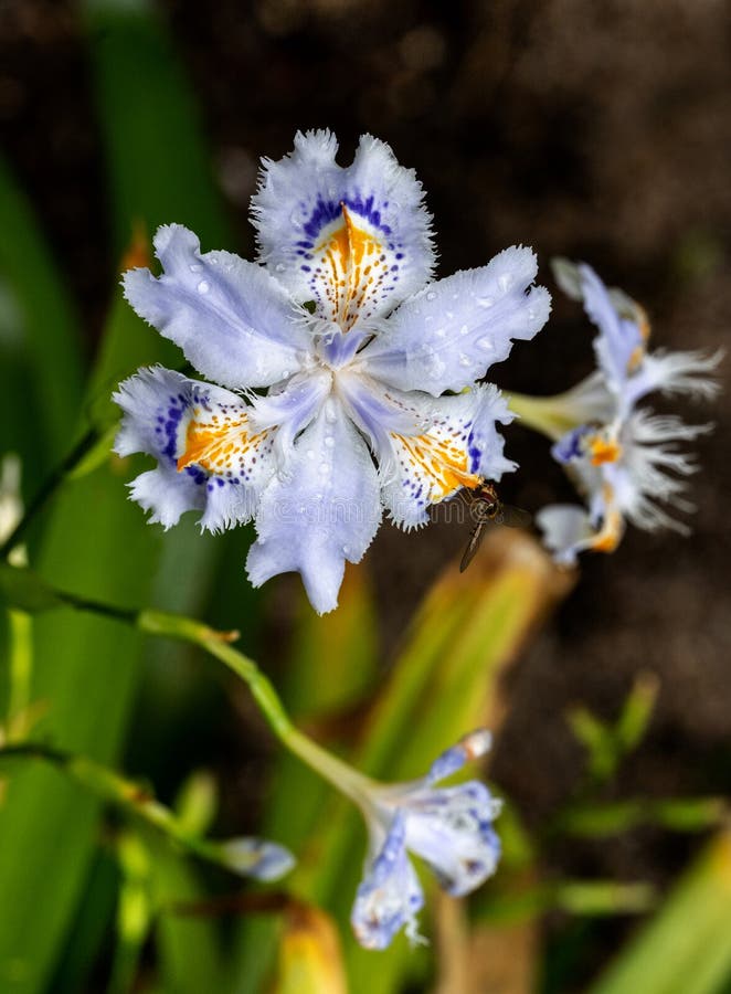 Iris japonica (Iridaceae) stock image. Image of detail - 283742425
