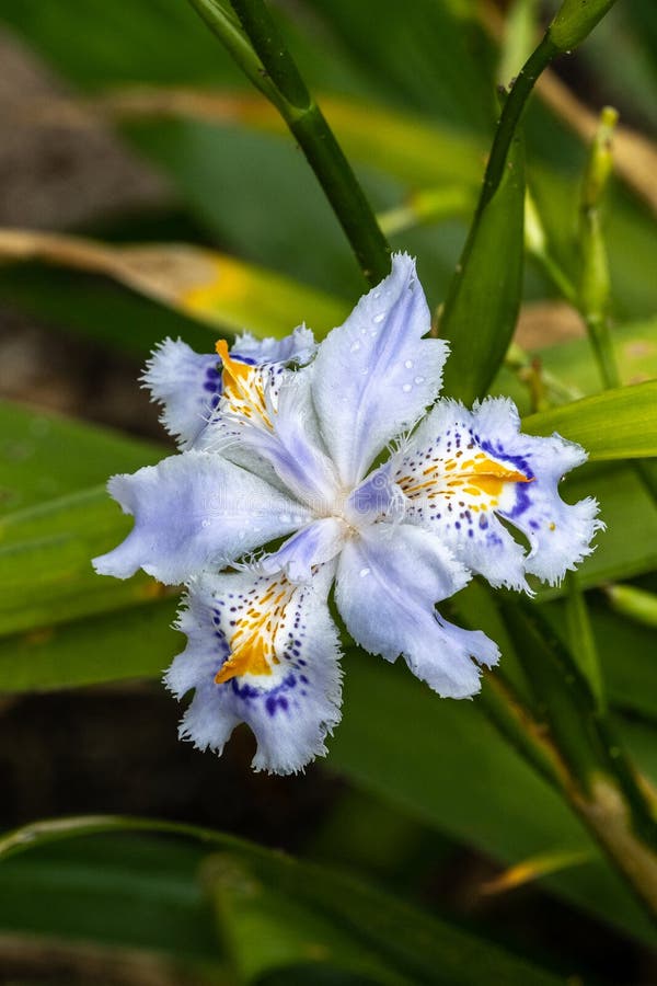 Iris japonica (Iridaceae) stock image. Image of exotic - 283742427