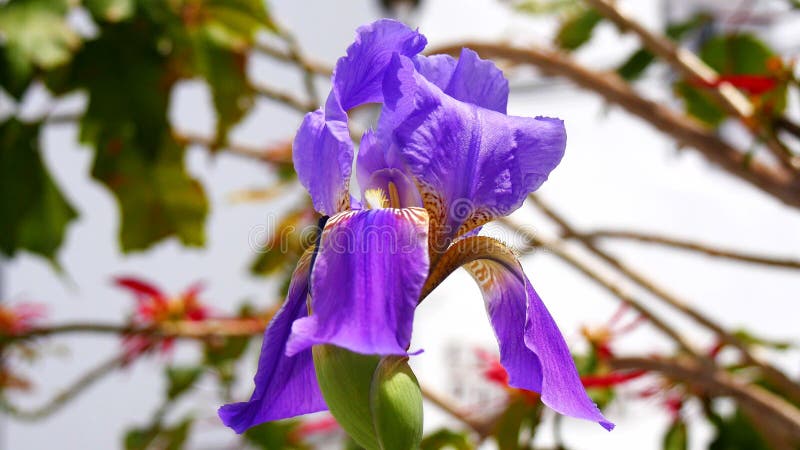Iris Laevigata, Japanese Iris, Rabbit-ear Iris or Kakitsubata (4K ...