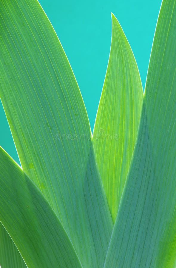 Iris leaf stock image. Image of plant, iris, light, flower - 13432405