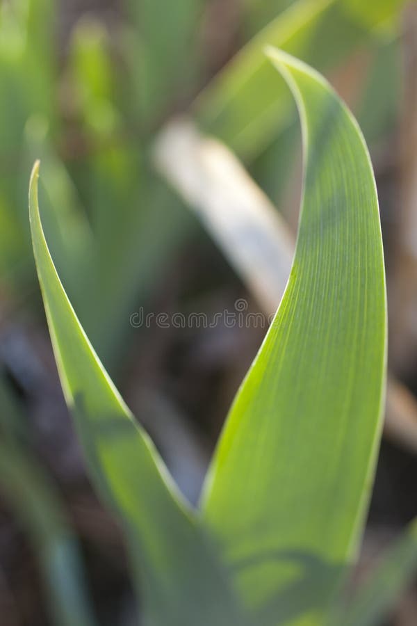 Iris Leaf stock foto. Image of nave, naughty, wetenschap - 39784242