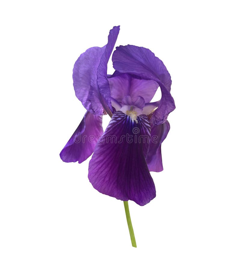 Iris Light Violet Flower with Leaves Close-up, Cutout with Clipping ...