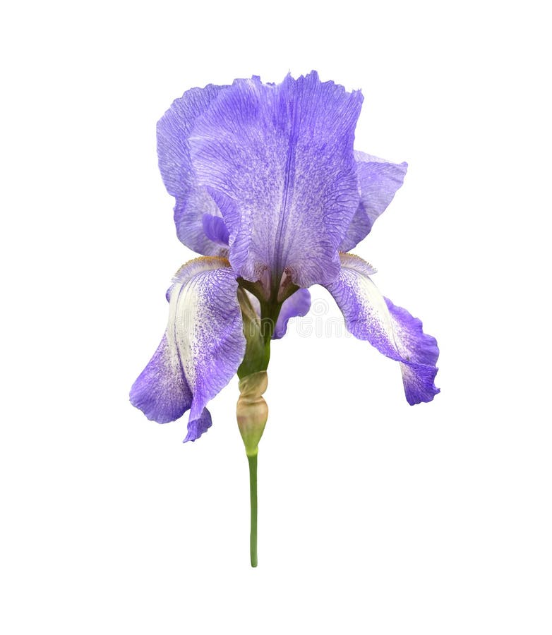 Iris Light Violet Flower with Leaves Close-up, Cutout with Clipping ...