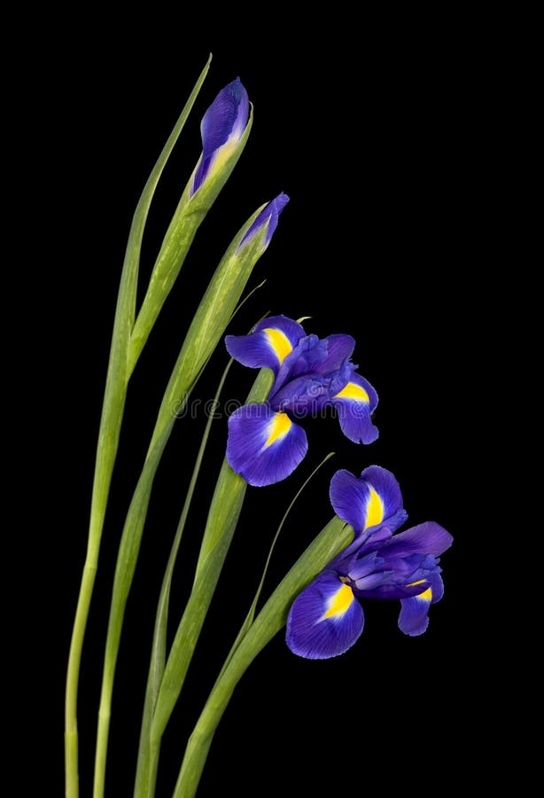 Iris looks pretty at night stock photo. Image of pretty - 111585142