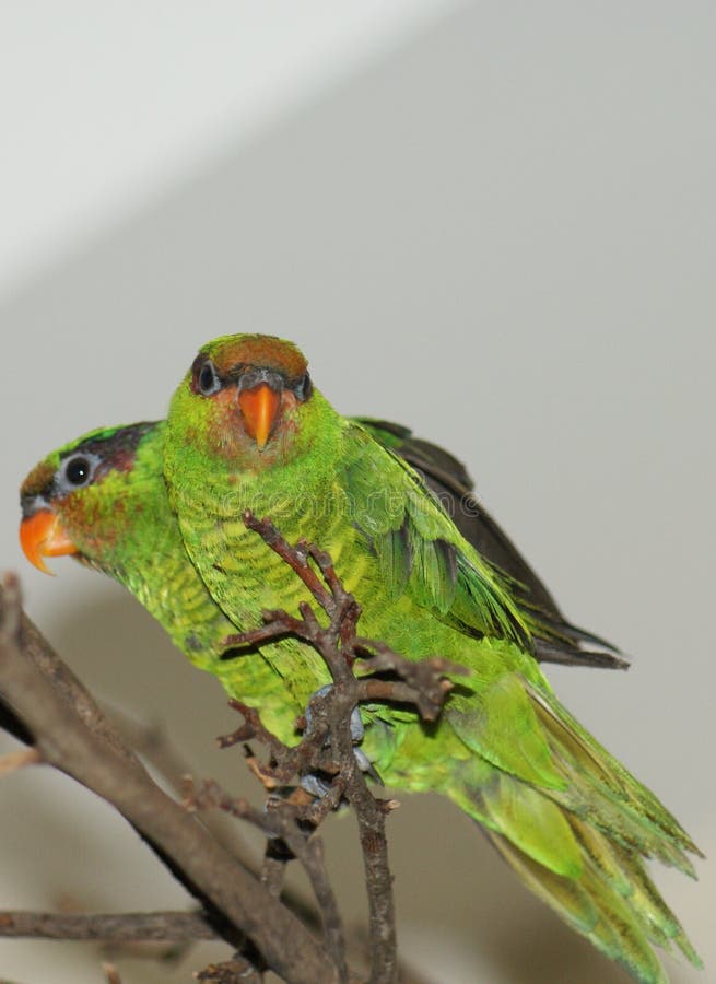 Iris Lorikeet - Psitteuteles Iris Stock Photo - Image of iris, chordata: 34720534