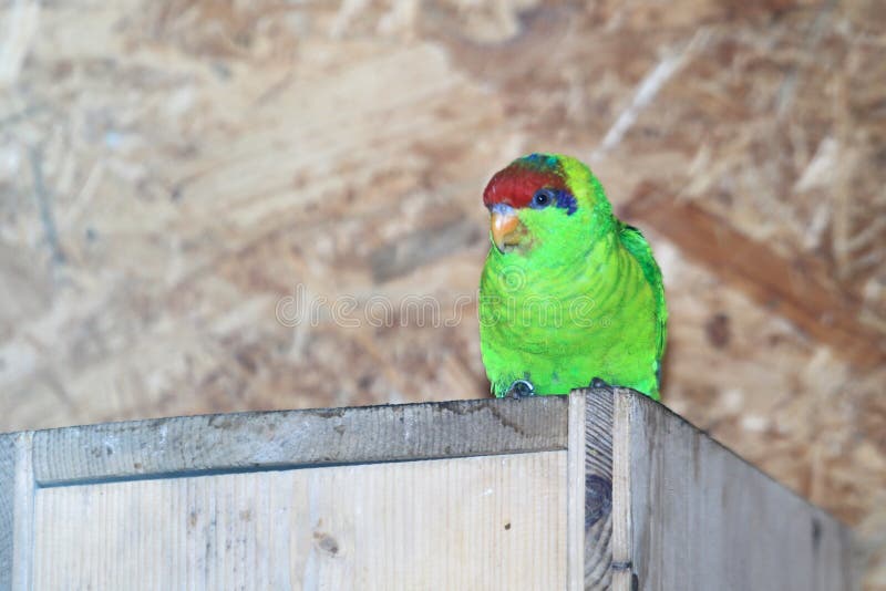 Iris lorikeet stock image. Image of nature, lorikeet - 107803917