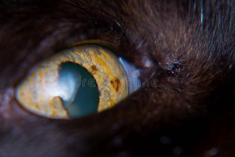 Iris Melanoma in Adult Cat, Iris Pigmentation Stock Image - Image of ...