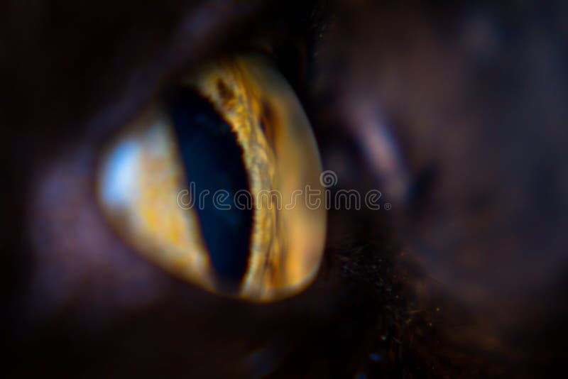 Iris Melanoma in Adult Cat, Iris Pigmentation Stock Image - Image of ...