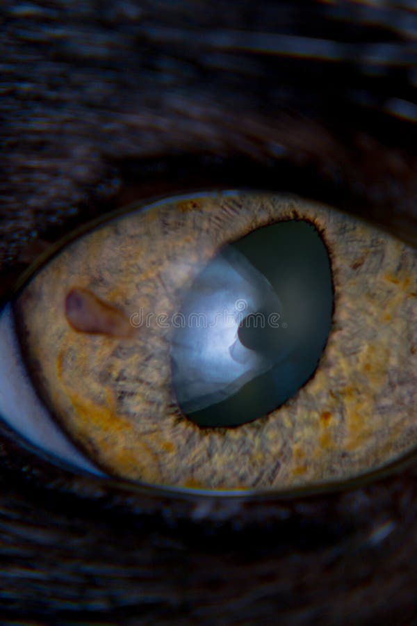 Iris Melanoma in Adult Cat, Iris Pigmentation Stock Image - Image of ...