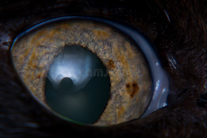 Iris Melanoma in Adult Cat, Iris Pigmentation Stock Photo - Image of ...