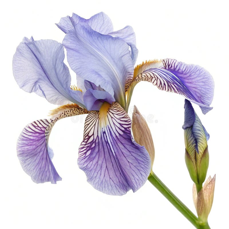 Iris Mist Isolated on White Background Stock Illustration ...