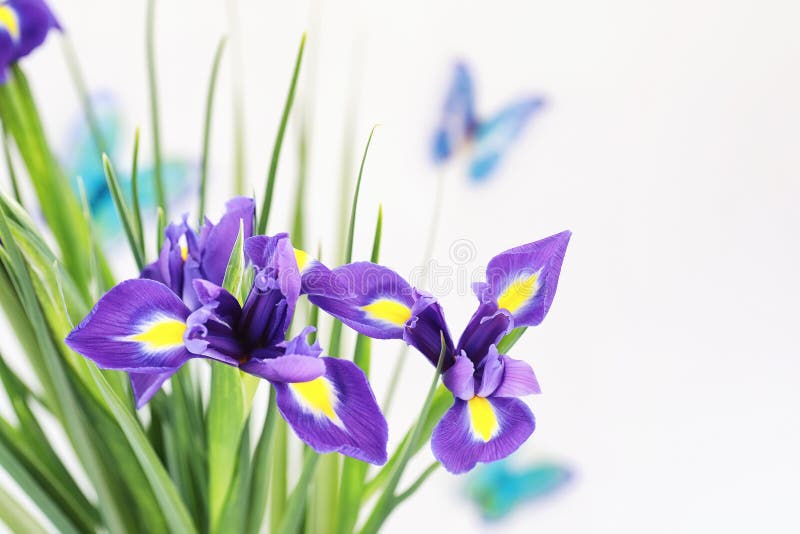 Iris Morado Sobre Fondo Blanco Foto de archivo - Imagen de flor, cubo ...