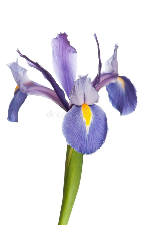 Iris morado y amarillo imagen de archivo. Imagen de hierba - 176252191