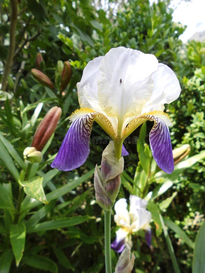 Iris` Mrs. Andris` is a Historical, High-quality Bearded Iris. the ...