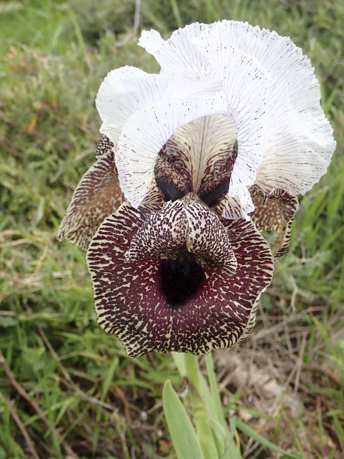The Iris Nazareth stock photo. Image of ilit, natural - 111800470