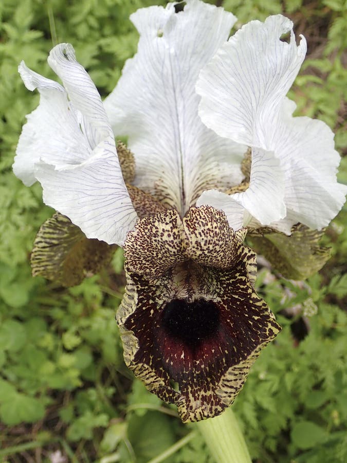The Iris Nazareth stock photo. Image of ilit, natural - 111800470