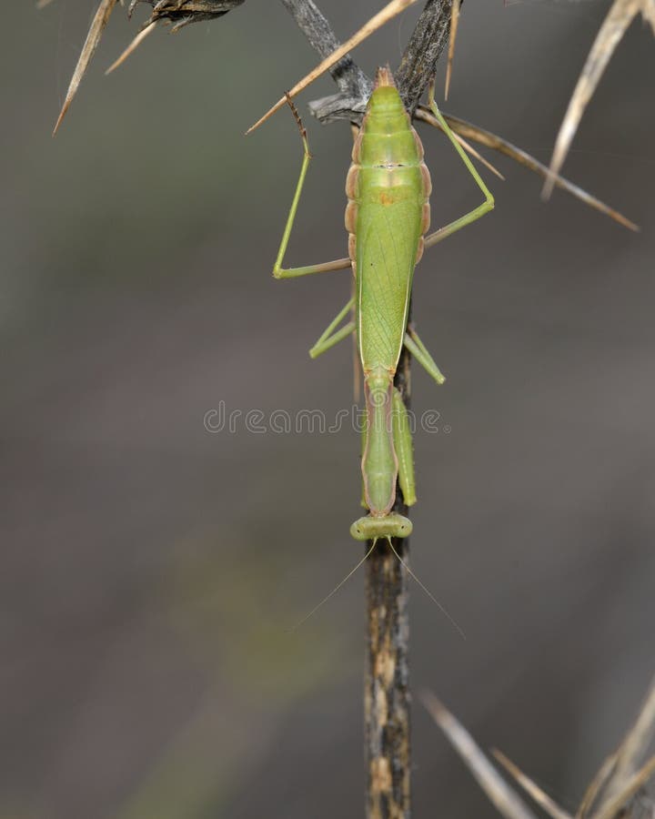 Iris Oratoria, Also Known by the Common Name Mediterranean Mantis or ...