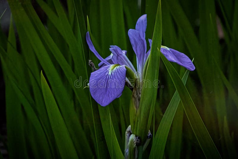 Iris Plant azul foto de archivo. Imagen de planta, flor - 129491036