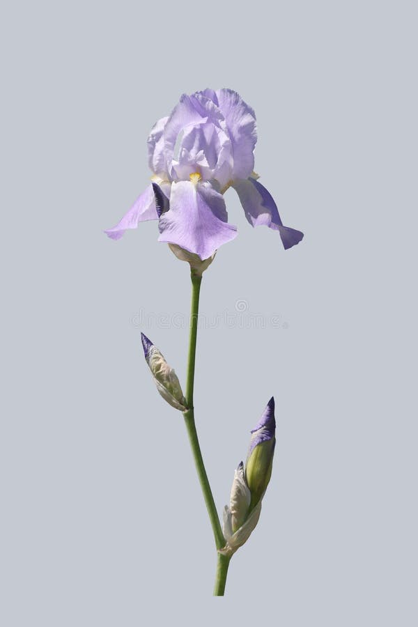 Iris Flower on an Isolated Gray Background Stock Image - Image of bunch ...