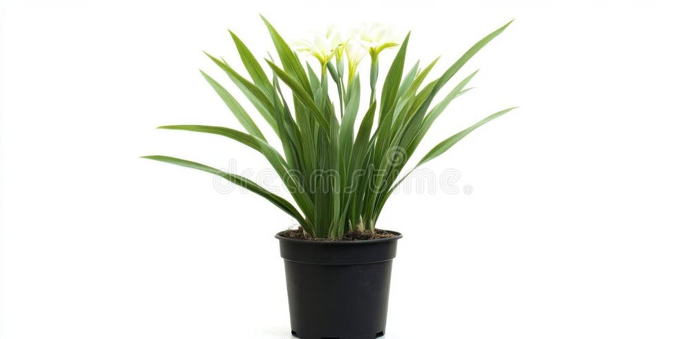 Iris Plant Grows in Pot with Floral Aesthetic Stock Image - Image of ...